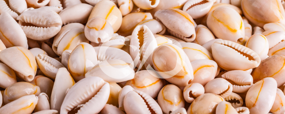 À la découverte des cauris de divination | Les Carnets d'Aeternum, blog ...