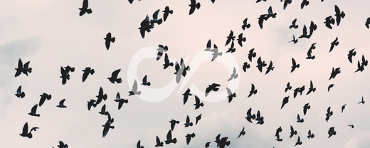 Découvrir le langage des oiseaux | Les Carnets d'Aeternum