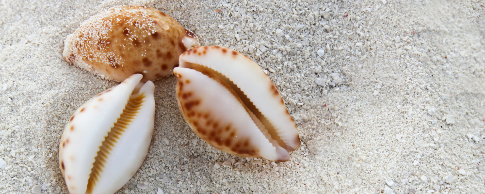 Peut-on combiner les cauris avec d’autres outils de divination ...